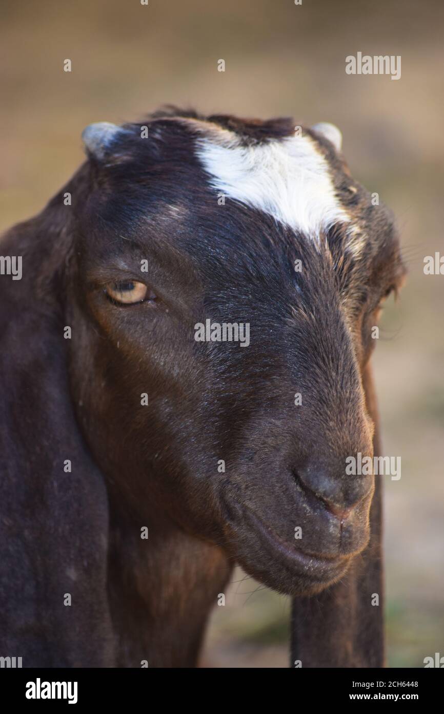 Portrait of cute young goat. pet domestic animal close up cattle ...