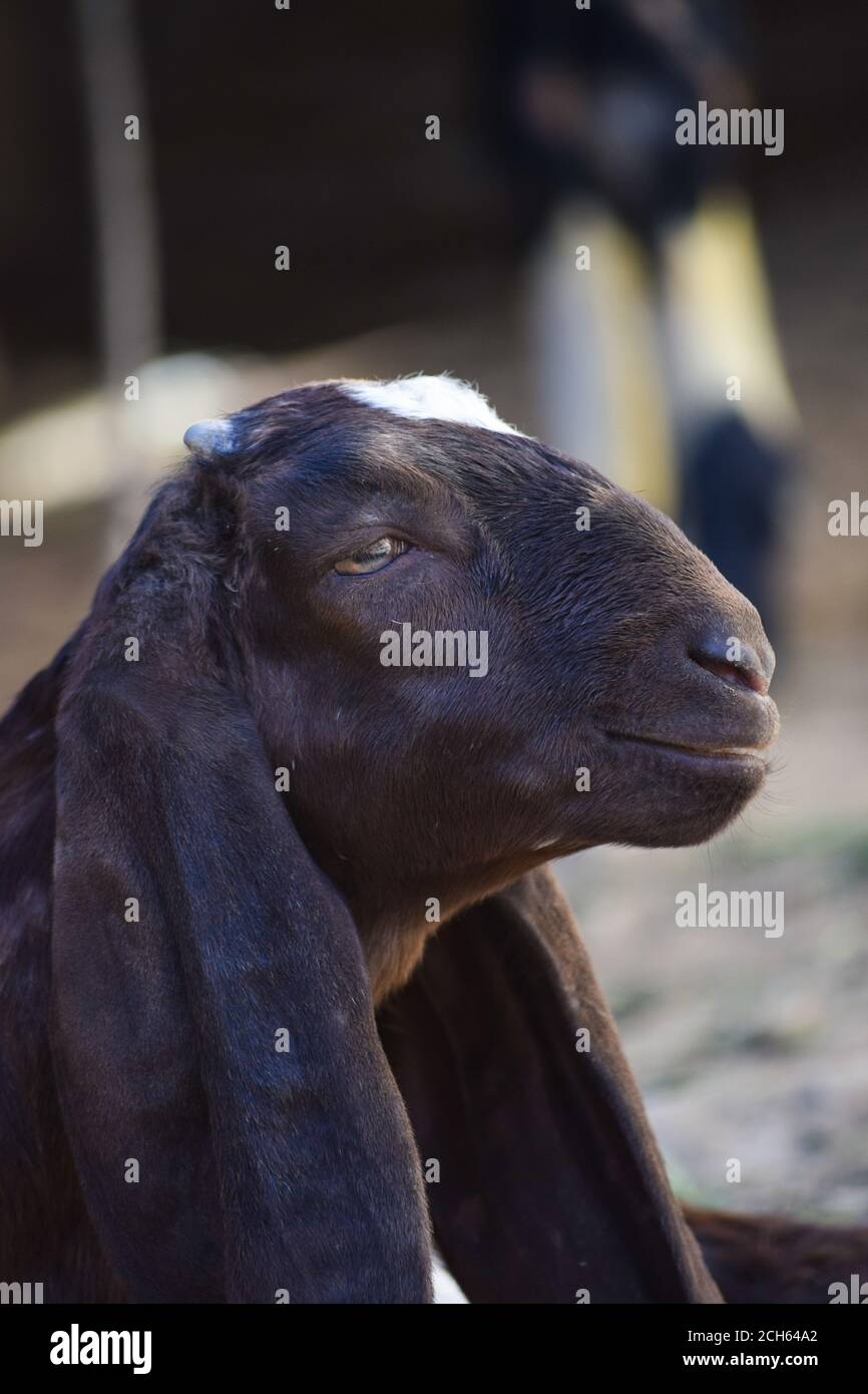 Portrait of cute young goat. pet domestic animal close up cattle ...