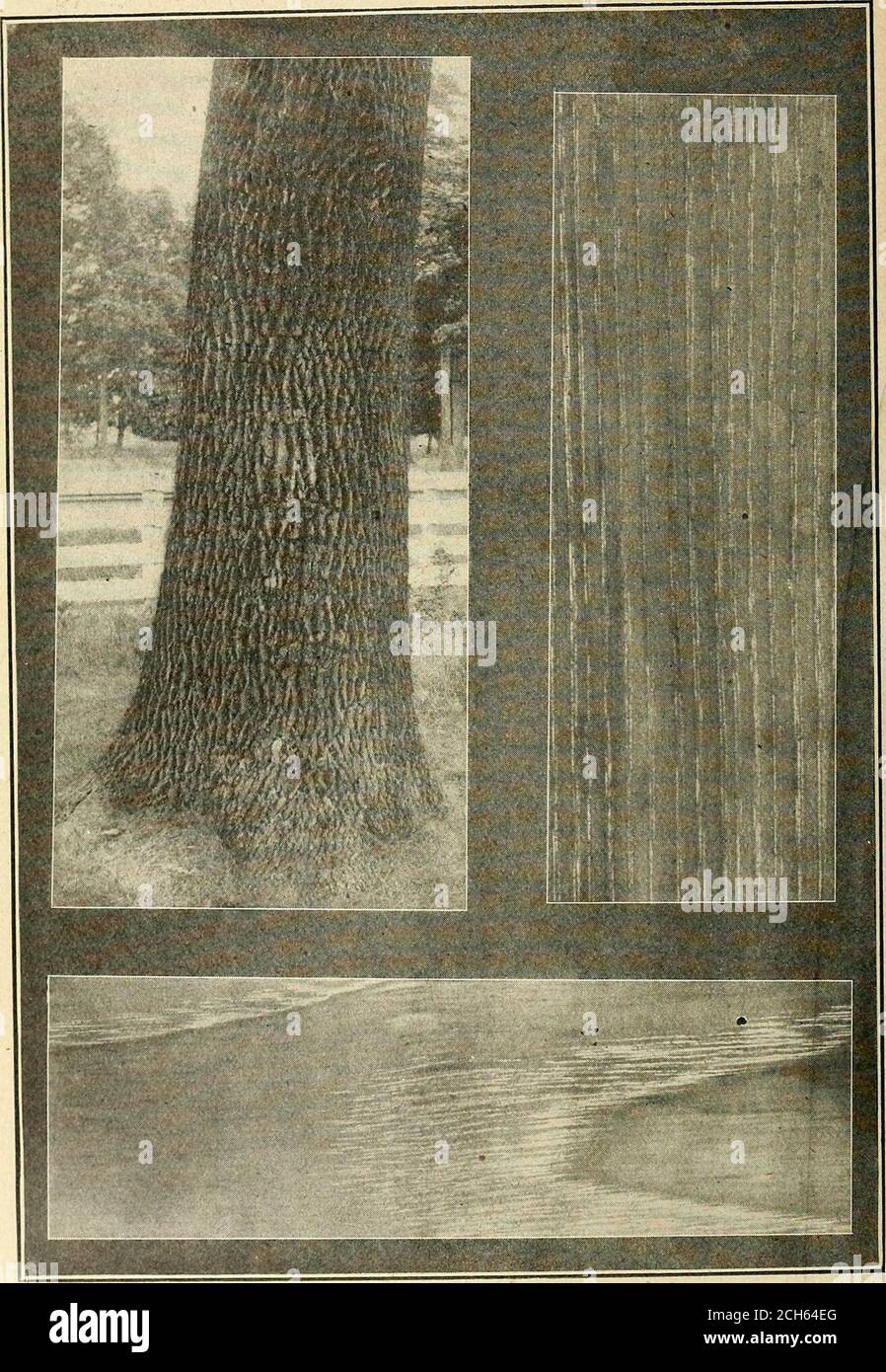 . Documentary journal of Indiana 1905 . No. 27. American linden.Body of ...