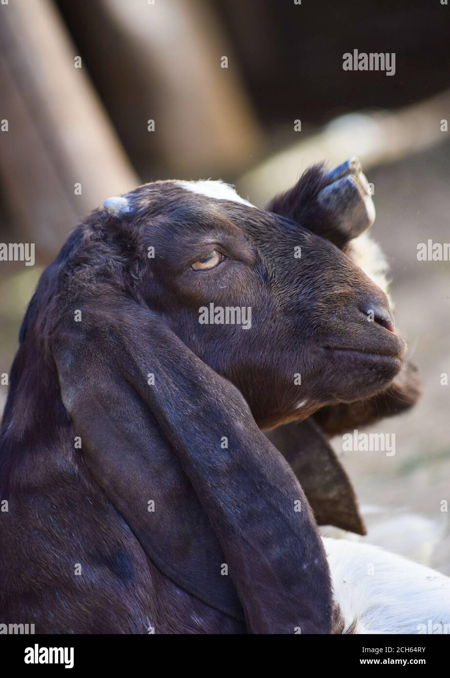 Portrait of cute young goat. pet domestic animal close up cattle ...