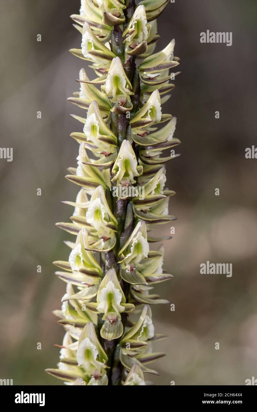 Tall Leek Orchid growing in the Royal National Park; Sydney Australia ...