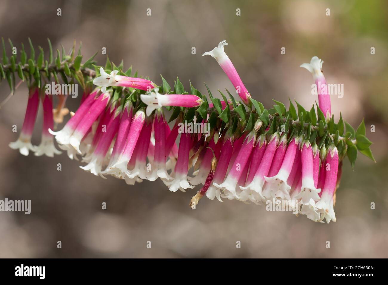 Australian fuchsia hi-res stock photography and images - Alamy