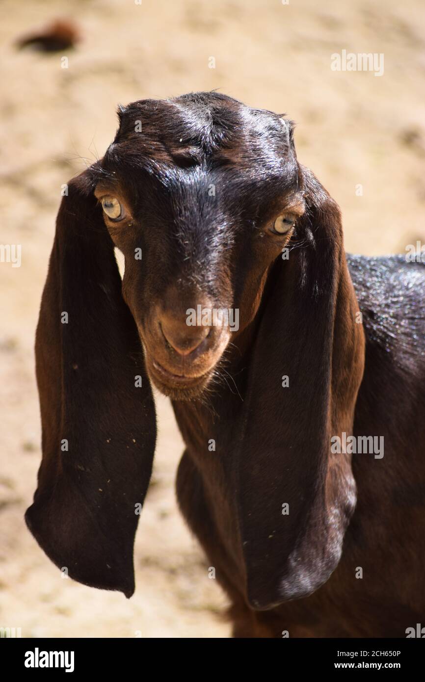 Portrait of cute young goat. pet domestic animal close up cattle ...