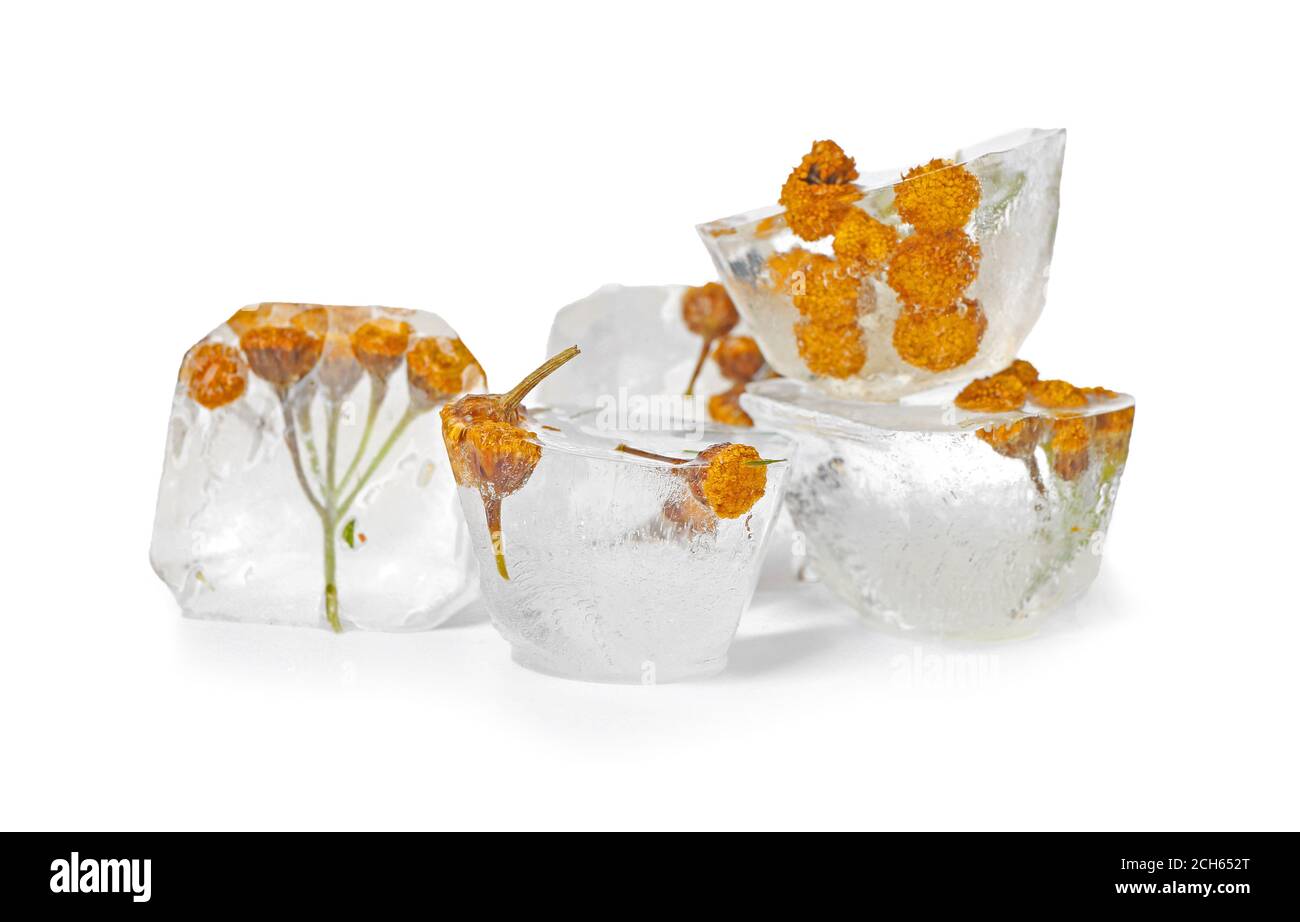 Frozen flowers in ice on white background Stock Photo - Alamy