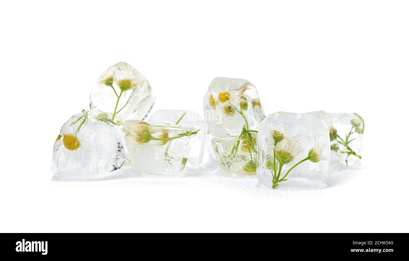 Frozen flowers in ice on white background Stock Photo - Alamy