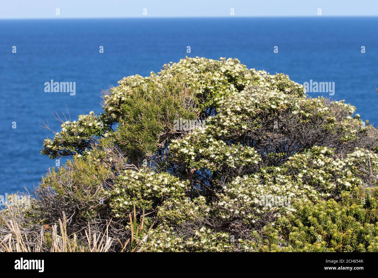 Phebalium squamulosum hi-res stock photography and images - Alamy