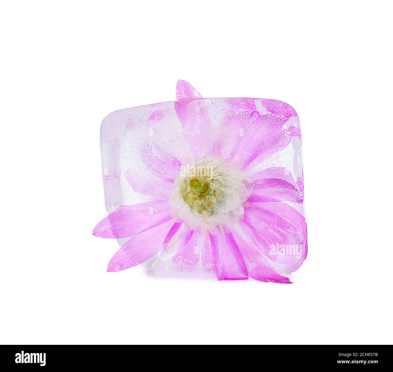 Beautiful flower in ice Cut Out Stock Images & Pictures - Alamy