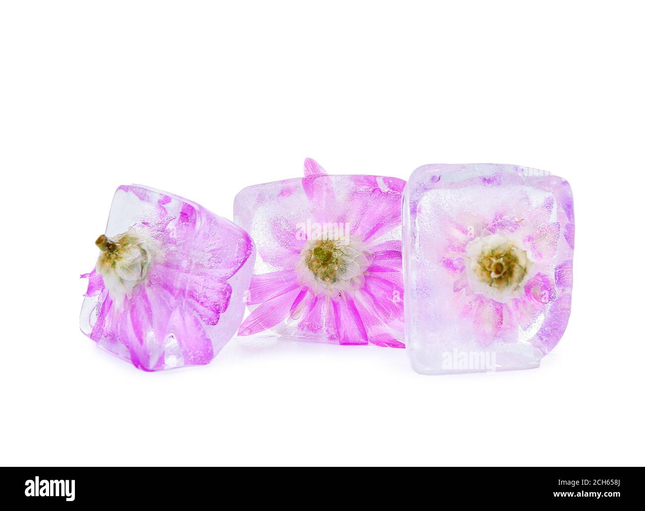 Frozen flowers in ice on white background Stock Photo - Alamy