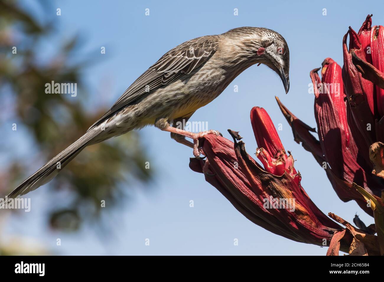 Red Wattle Bird feeding on nectar of the Gymea Lily Stock Photo - Alamy
