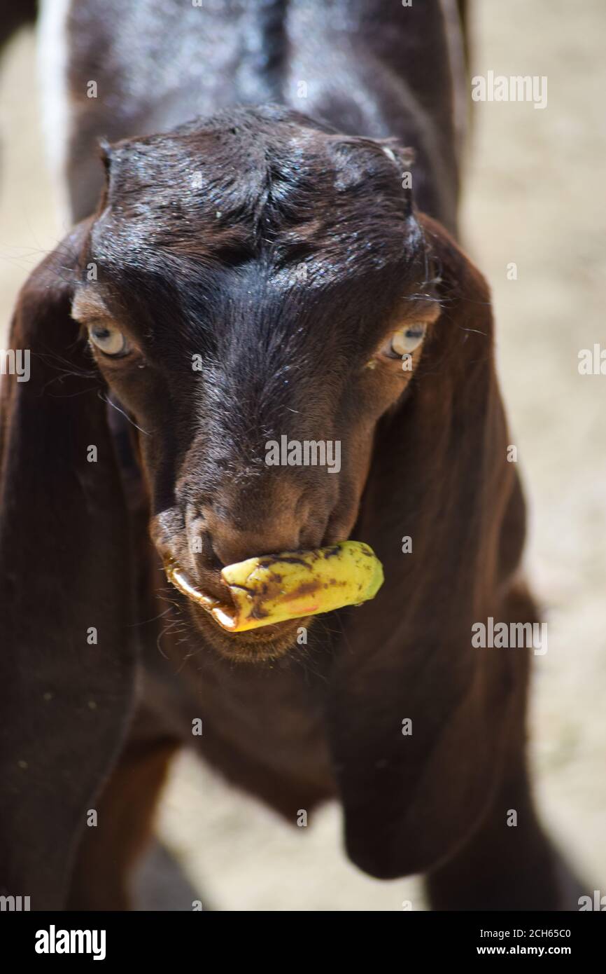 Portrait of cute young goat. pet domestic animal close up cattle ...