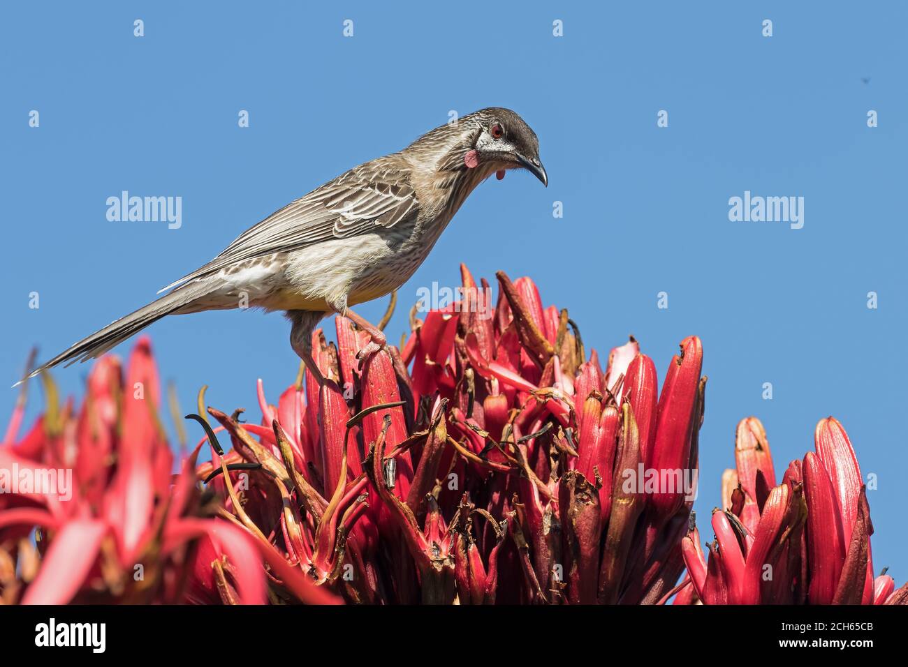 Red Wattle Bird feeding on nectar of the Gymea Lily Stock Photo - Alamy