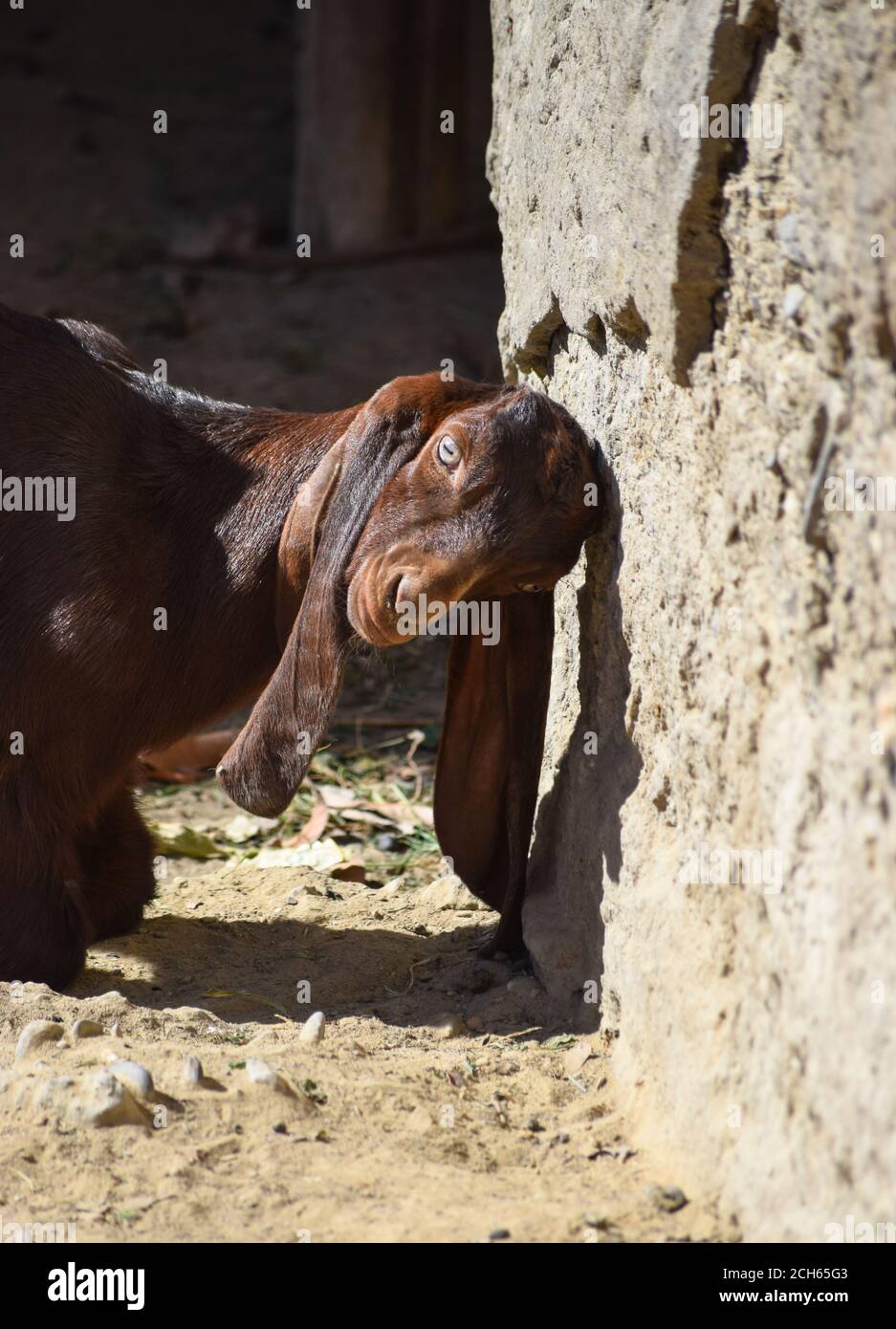Portrait of cute young goat. pet domestic animal close up cattle ...