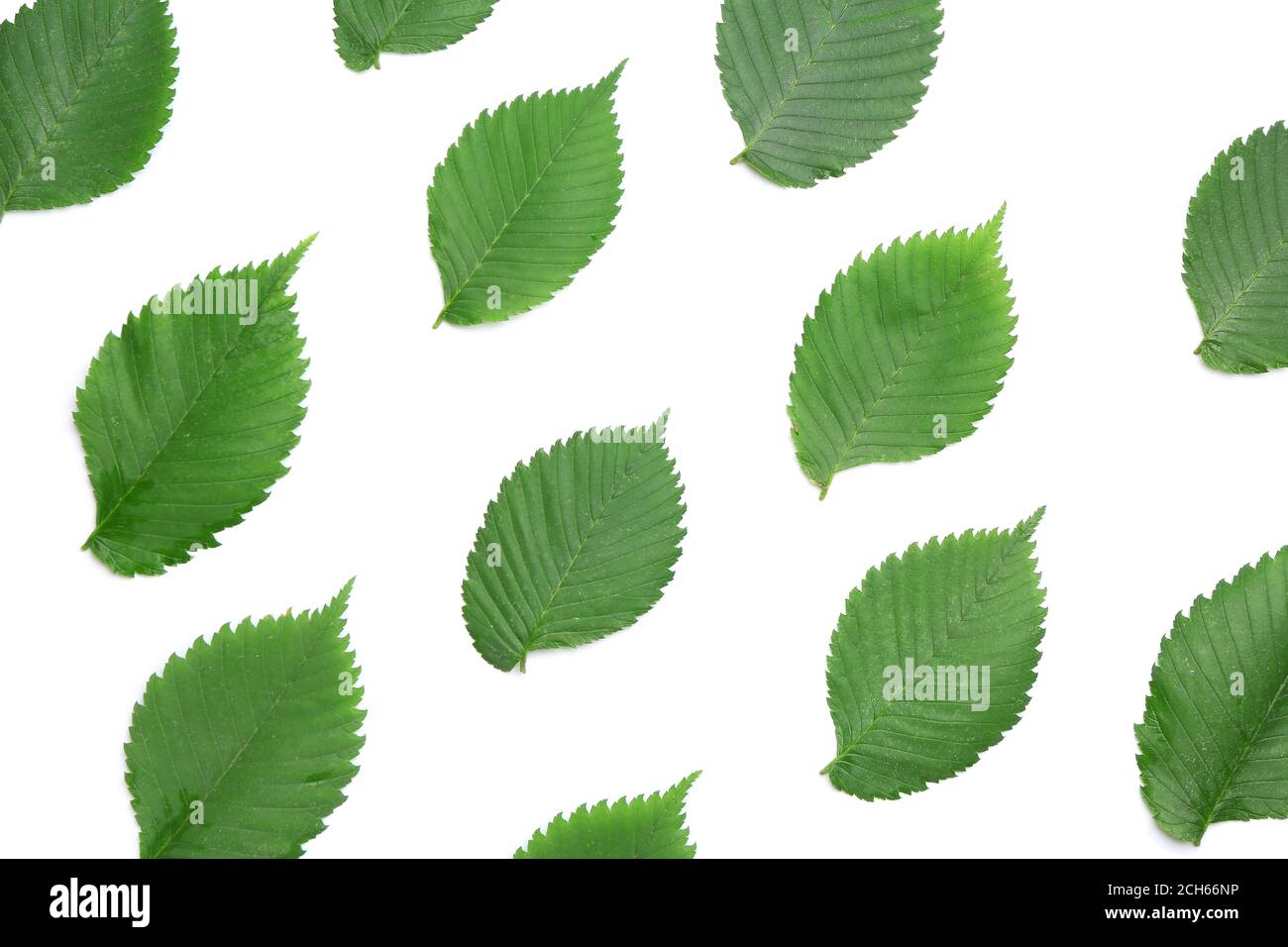 Many green leaves on white background Stock Photo - Alamy