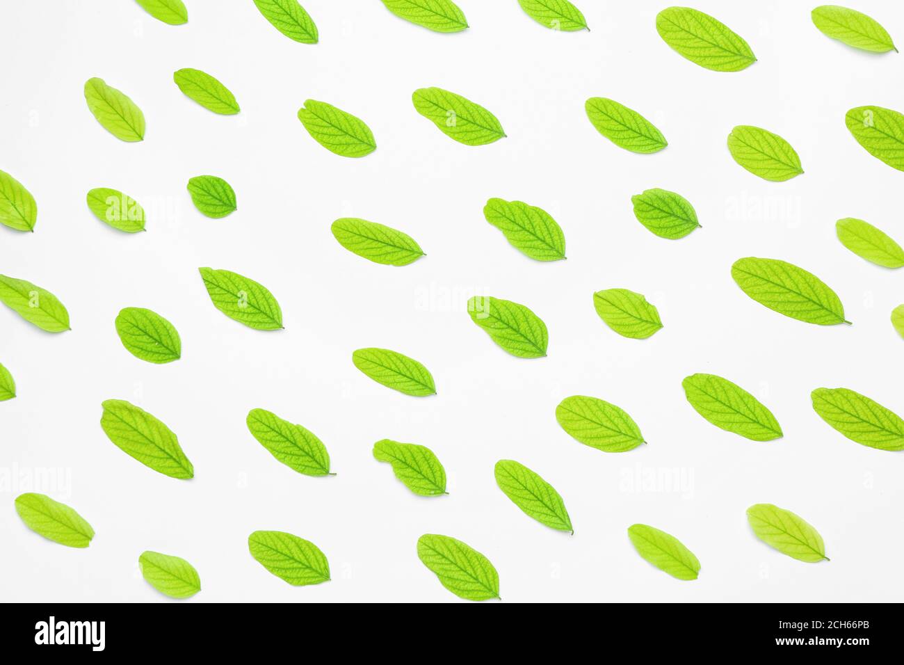Many green leaves on white background Stock Photo - Alamy
