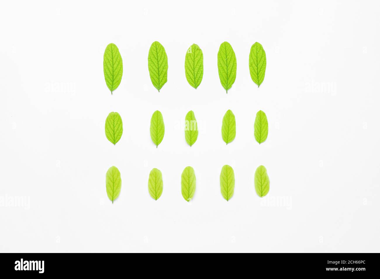 Many green leaves on white background Stock Photo - Alamy