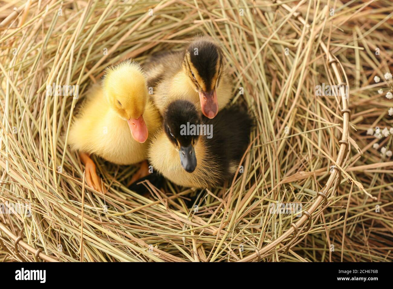 Cute ducklings with straw in basket Stock Photo - Alamy