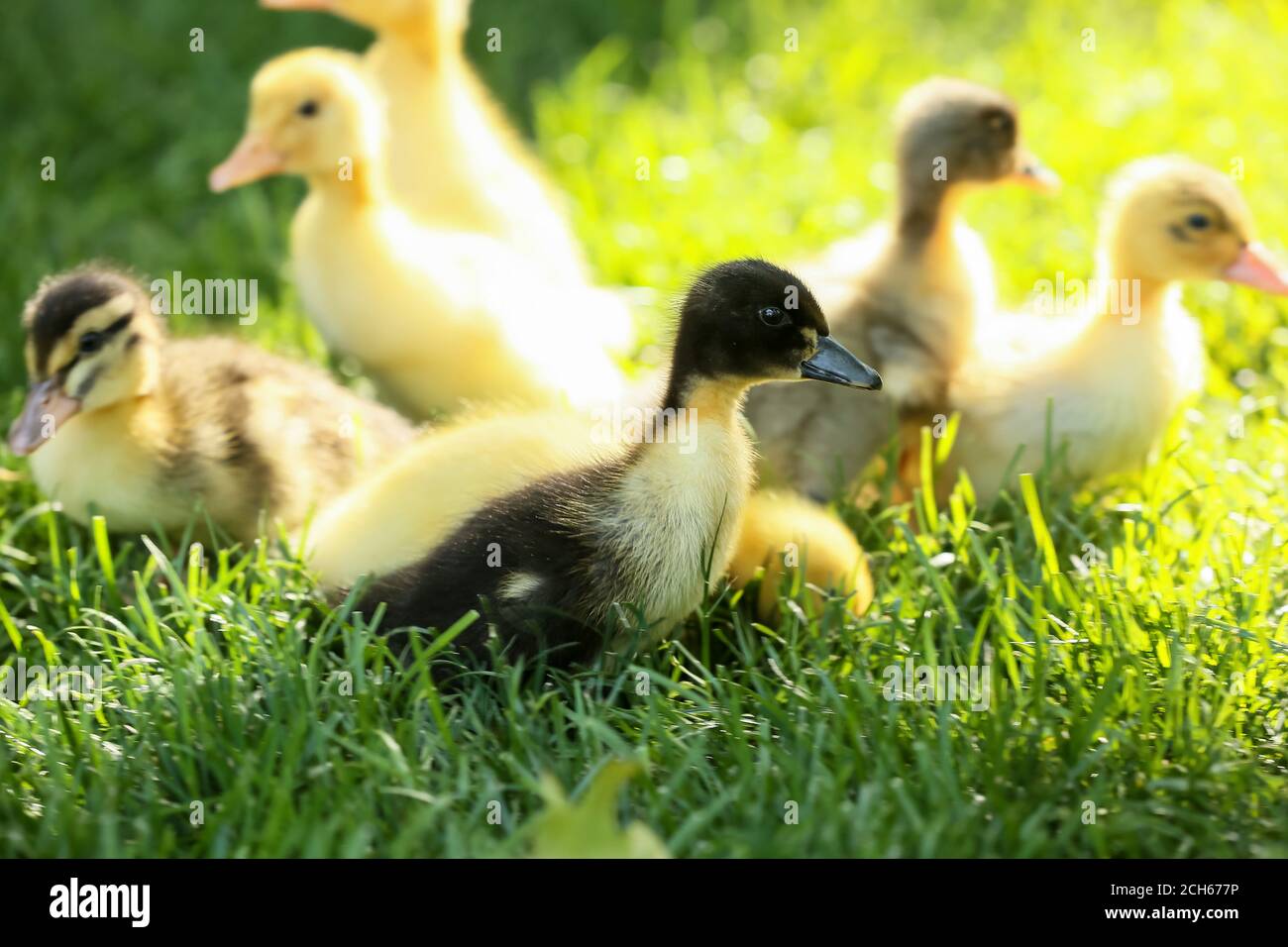 Cute ducklings on green grass Stock Photo - Alamy