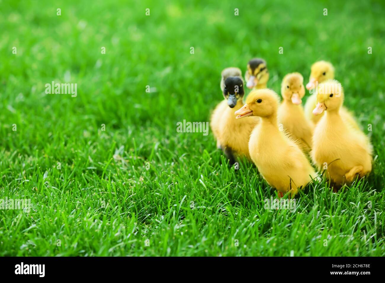 Cute ducklings on green grass Stock Photo - Alamy