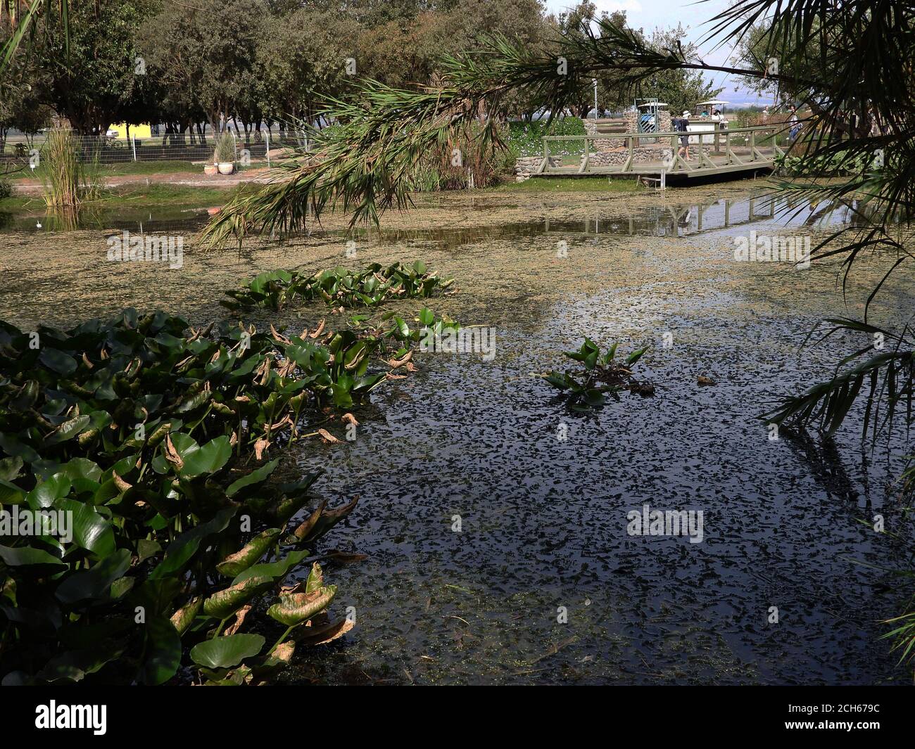 Israel, Hula Valley, Agmon lake nature reserve A small section of the ...
