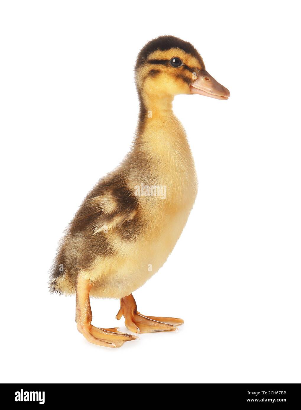 Cute duckling on white background Stock Photo - Alamy