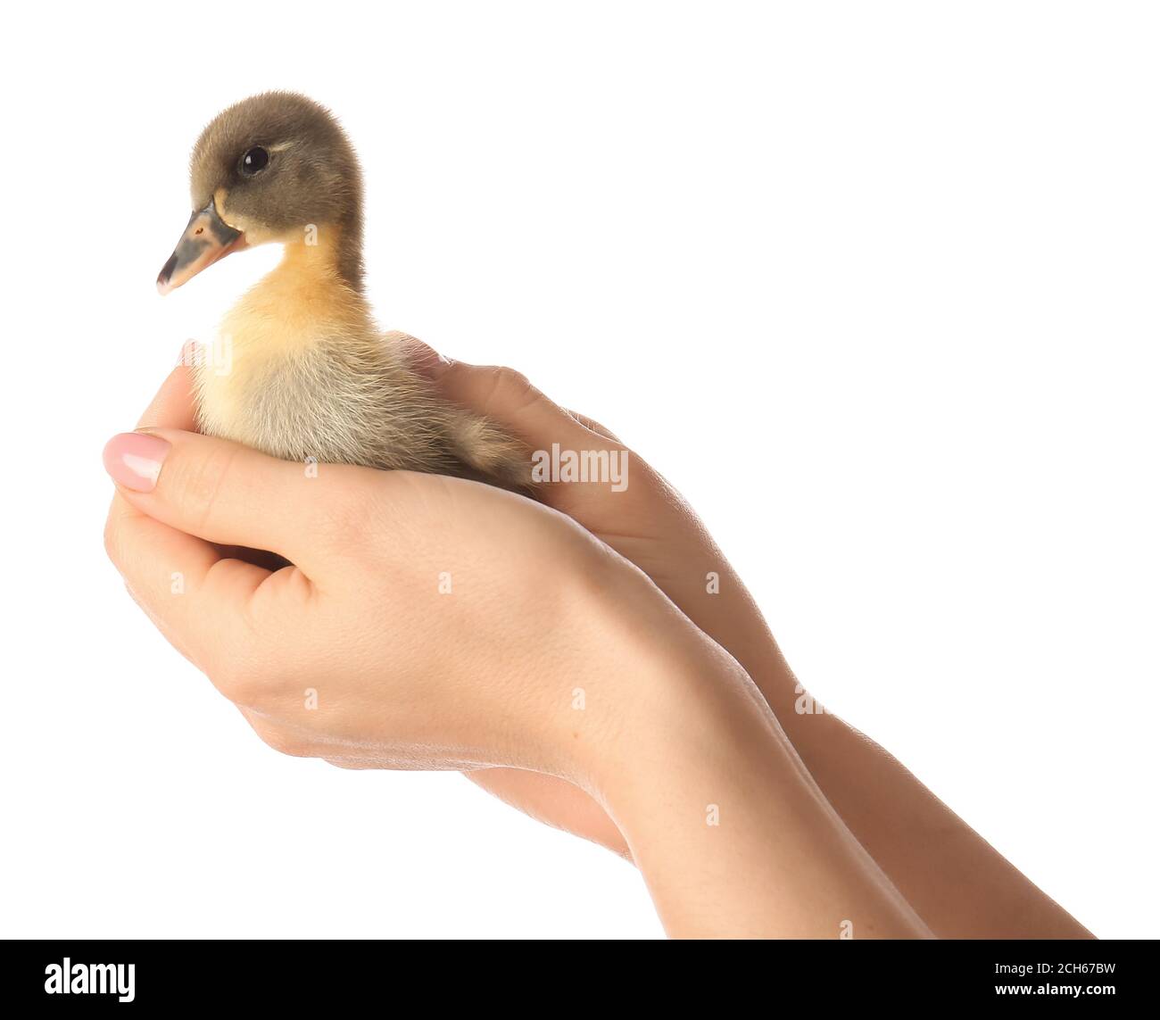 Female hands with cute duckling on white background Stock Photo - Alamy