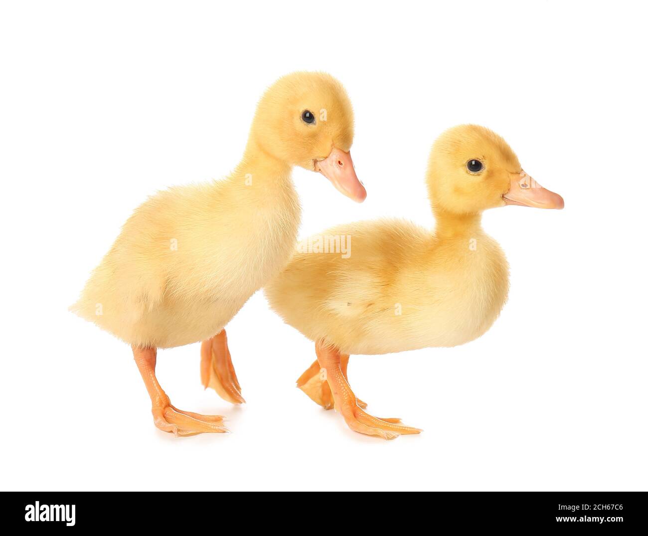 Cute ducklings on white background Stock Photo - Alamy