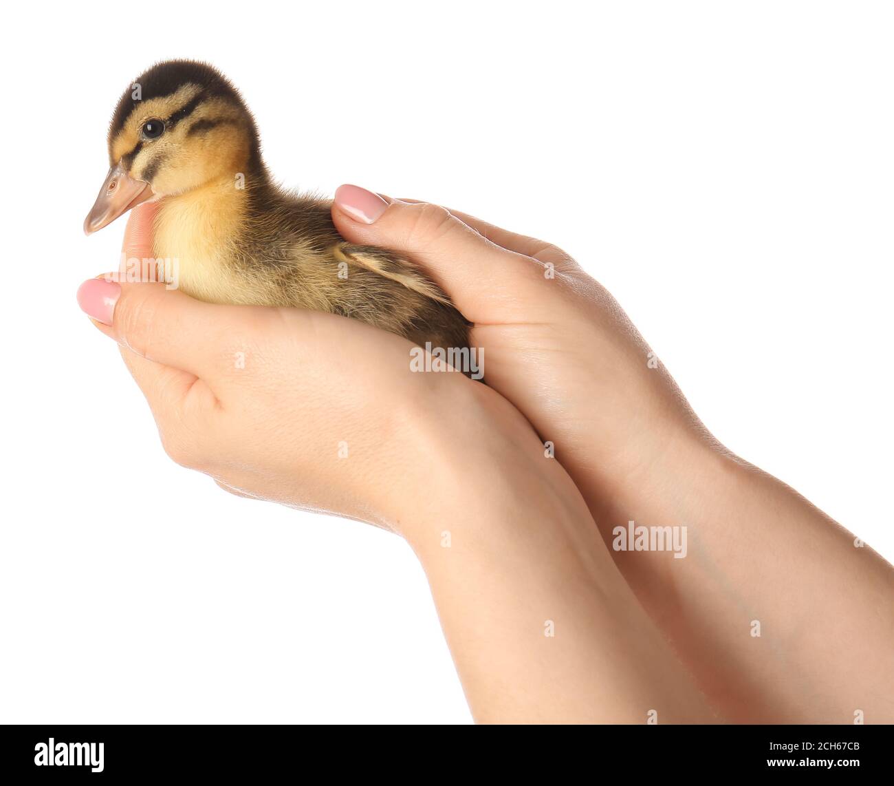 Person holding small duckling hi-res stock photography and images - Alamy