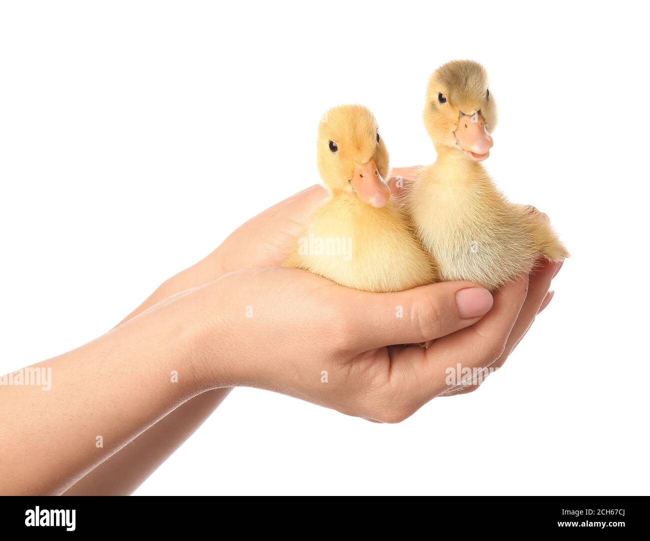 Female hands with cute ducklings on white background Stock Photo - Alamy