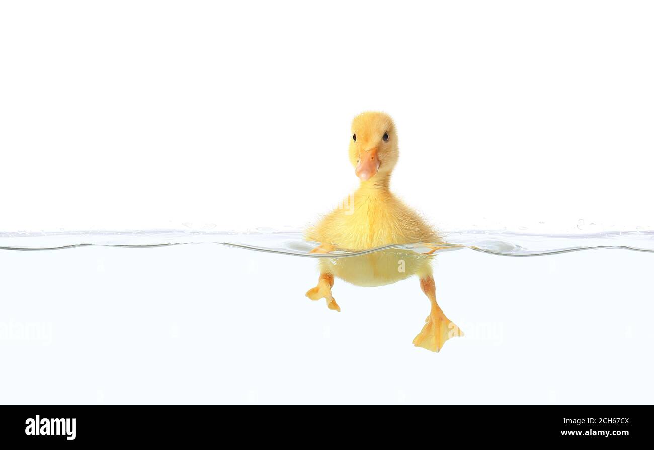 Cute duckling swimming in water on white background Stock Photo - Alamy
