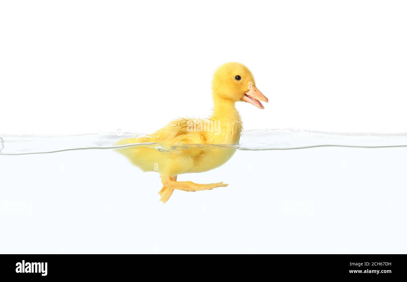 Cute duckling swimming in water on white background Stock Photo - Alamy