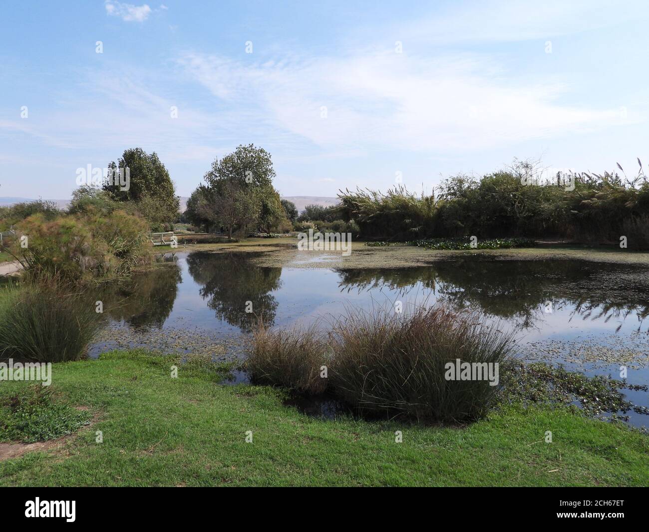 Israel, Hula Valley, Agmon lake nature reserve A small section of the ...