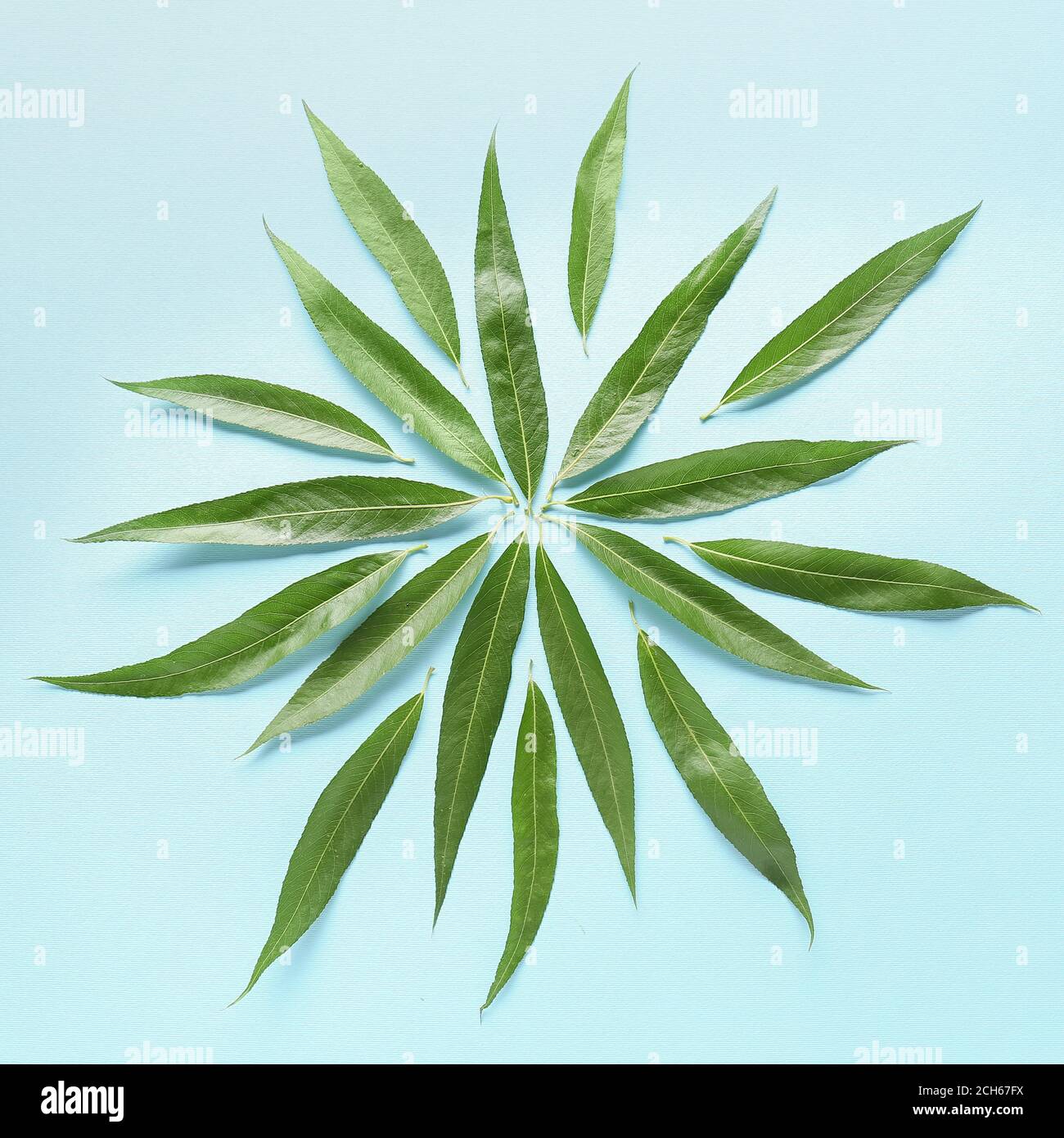 Green osier leaves on color background Stock Photo - Alamy