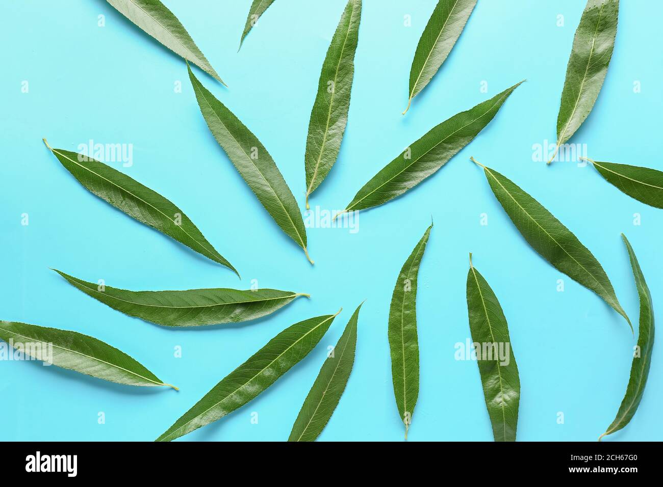 Green osier leaves on color background Stock Photo - Alamy