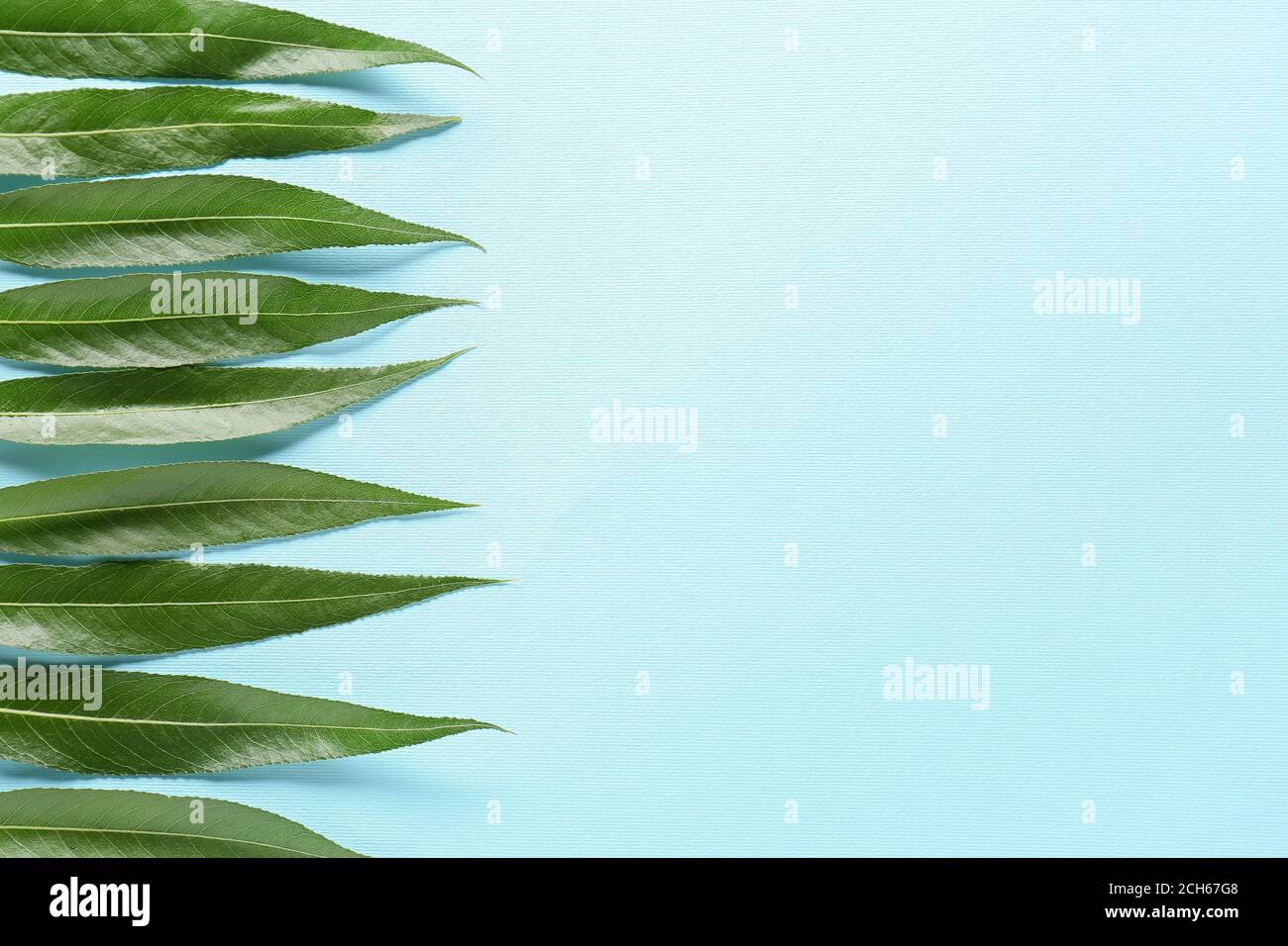 Green osier leaves on color background Stock Photo - Alamy