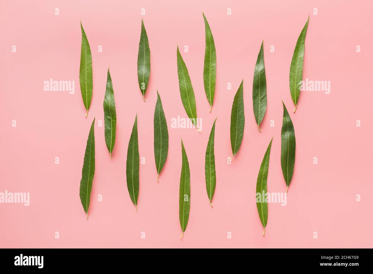 Green osier leaves on color background Stock Photo - Alamy