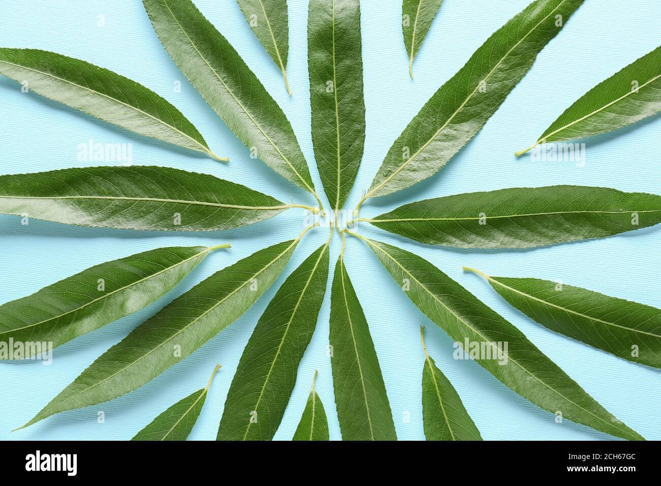 Green osier leaves on color background Stock Photo - Alamy