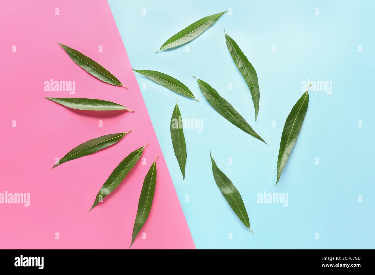 Green osier leaves on color background Stock Photo - Alamy