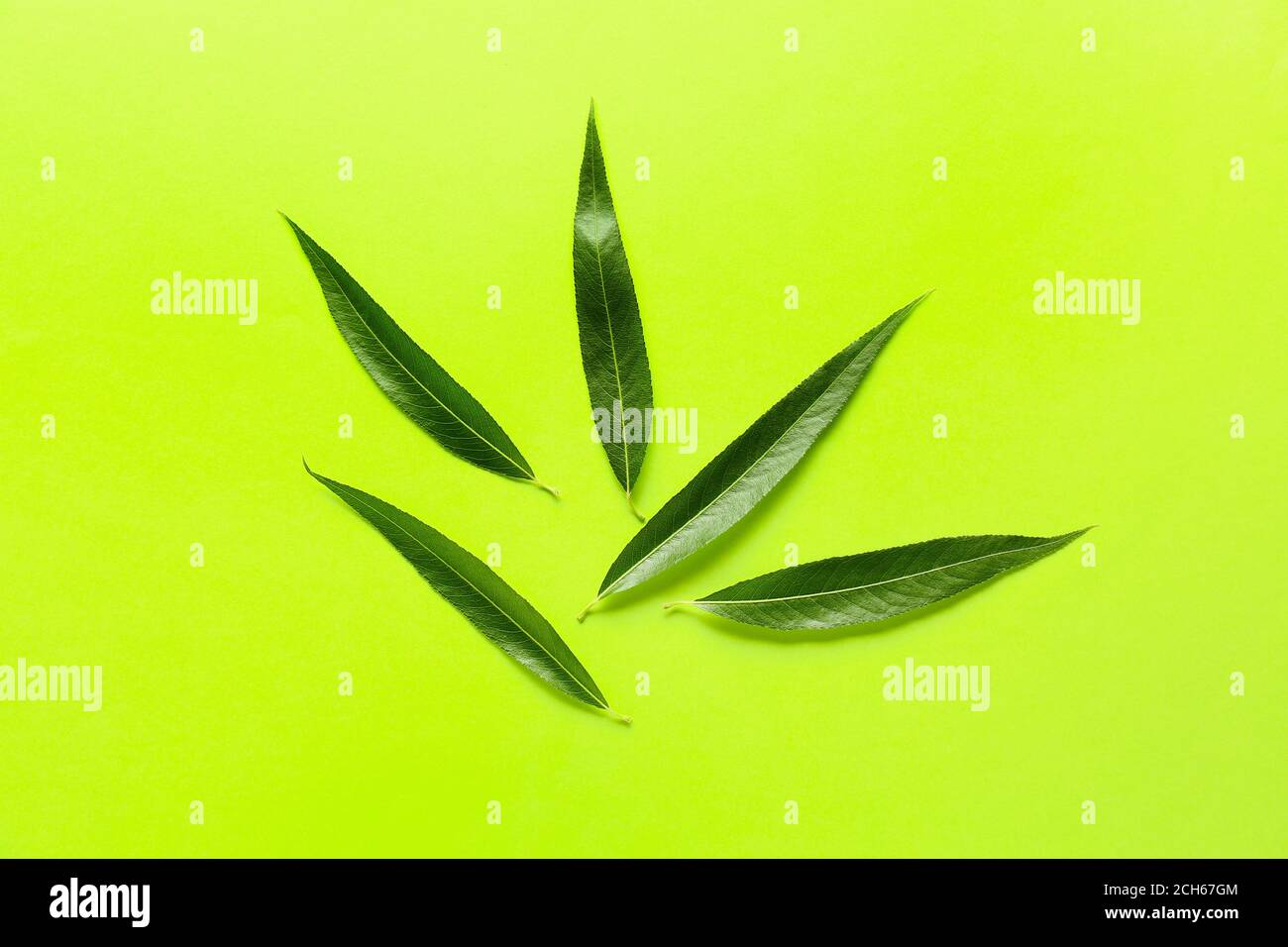 Green osier leaves on color background Stock Photo - Alamy