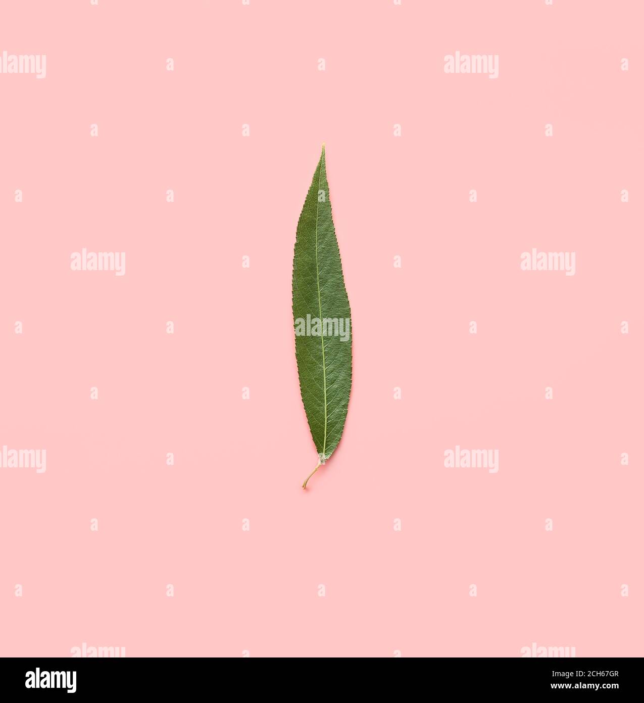 Green osier leaf on color background Stock Photo - Alamy