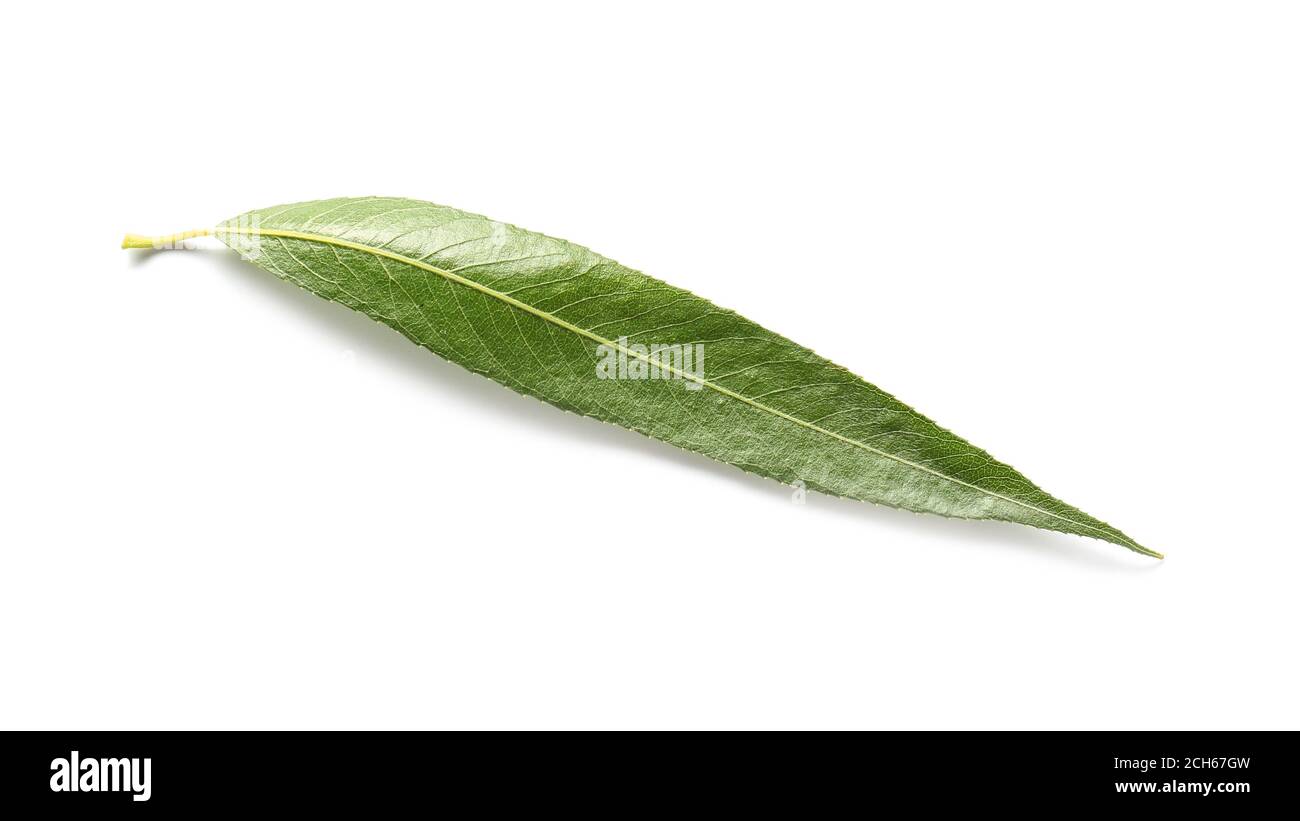 Green osier leaf on white background Stock Photo - Alamy