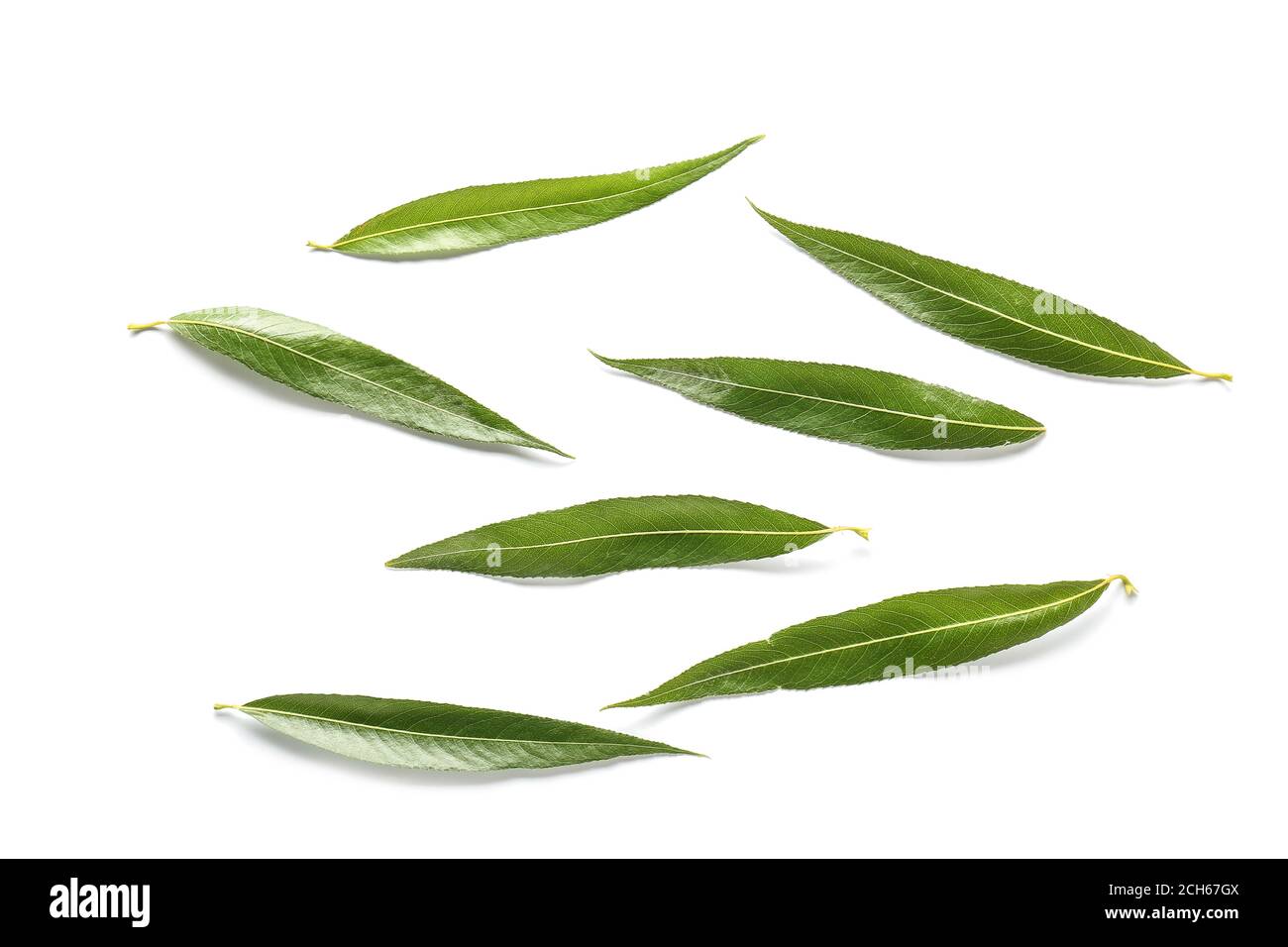 Osier willow tree salix Cut Out Stock Images & Pictures - Alamy