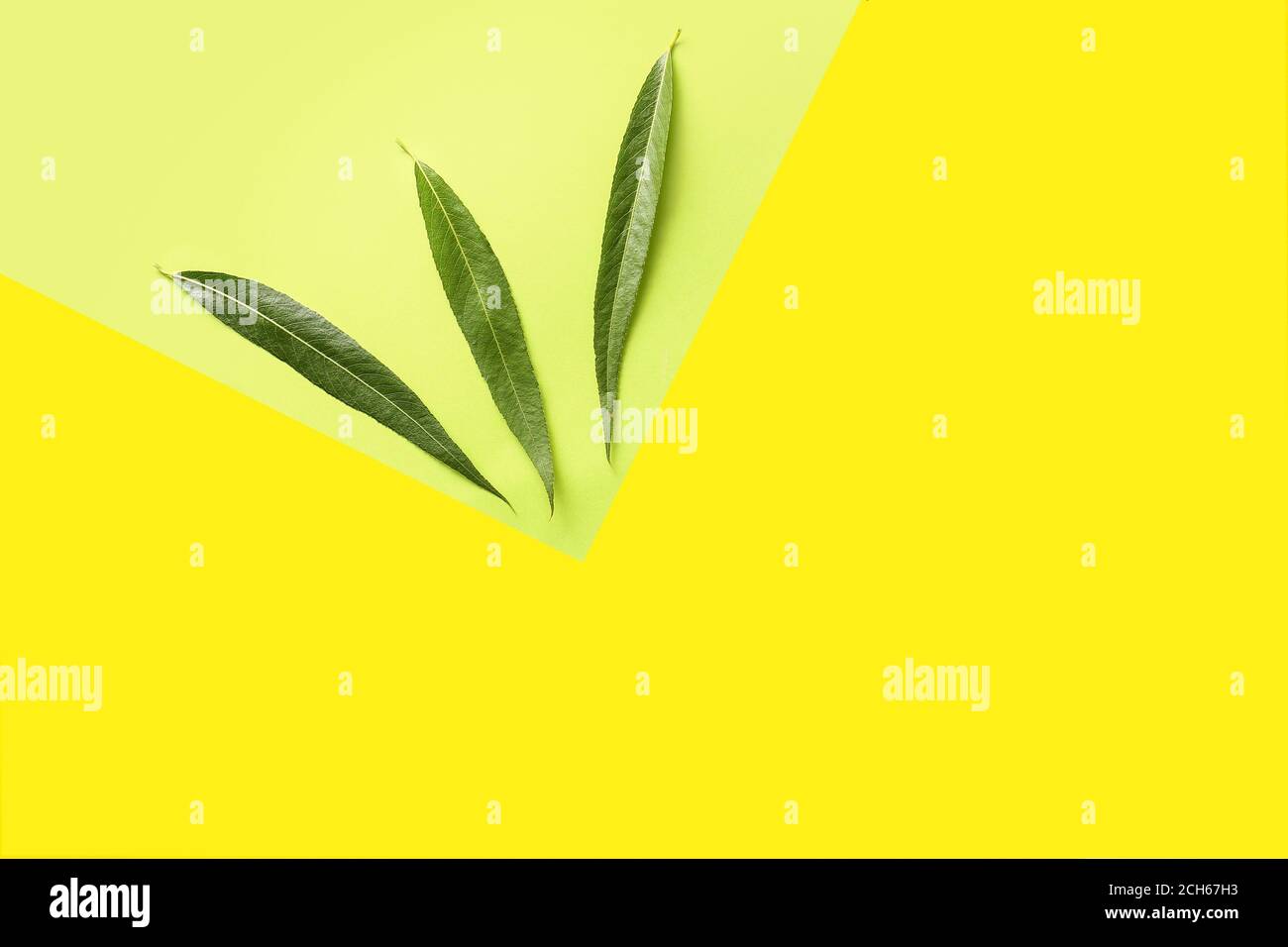 Green osier leaves on color background Stock Photo - Alamy