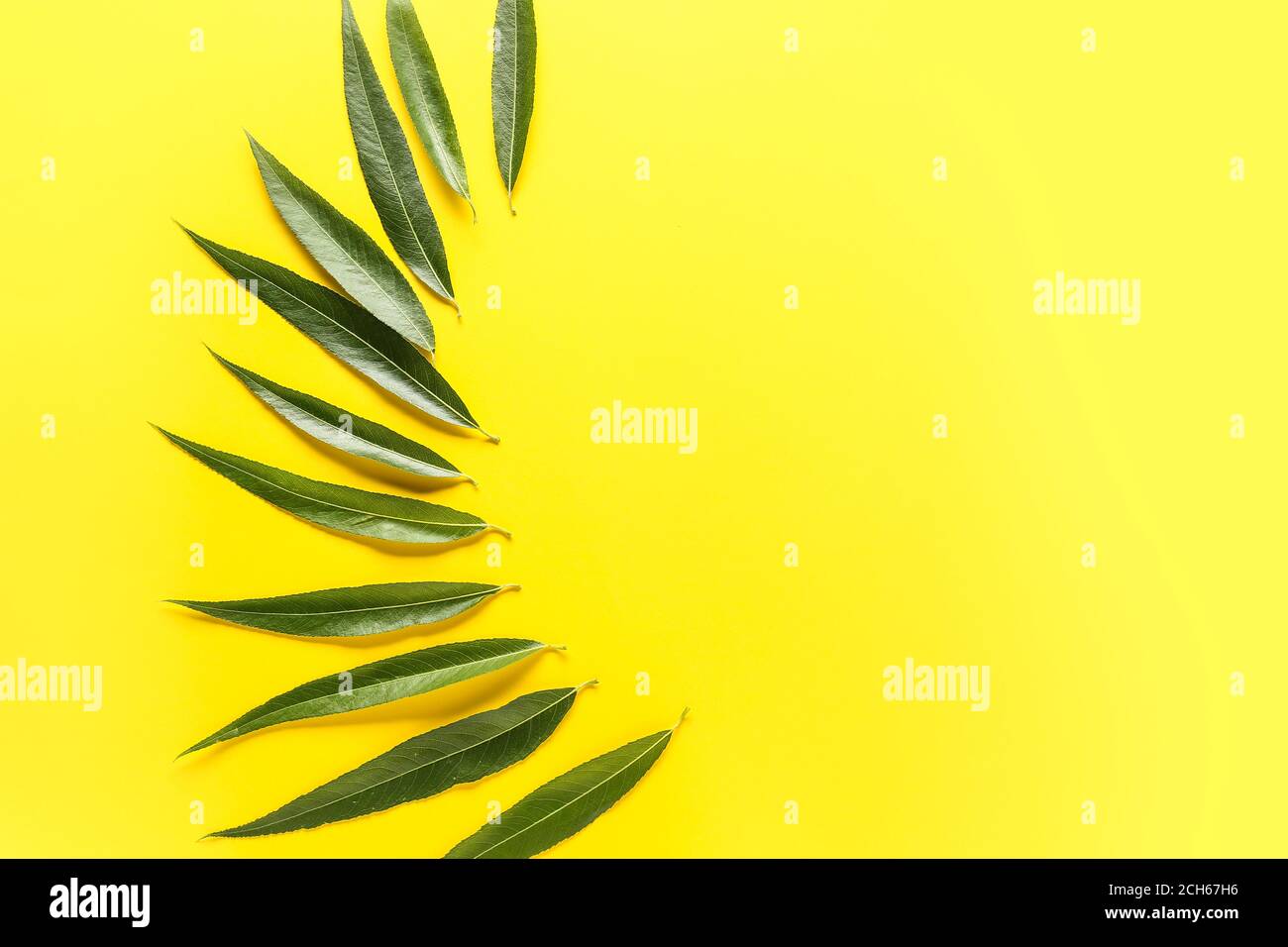 Green osier leaves on color background Stock Photo - Alamy