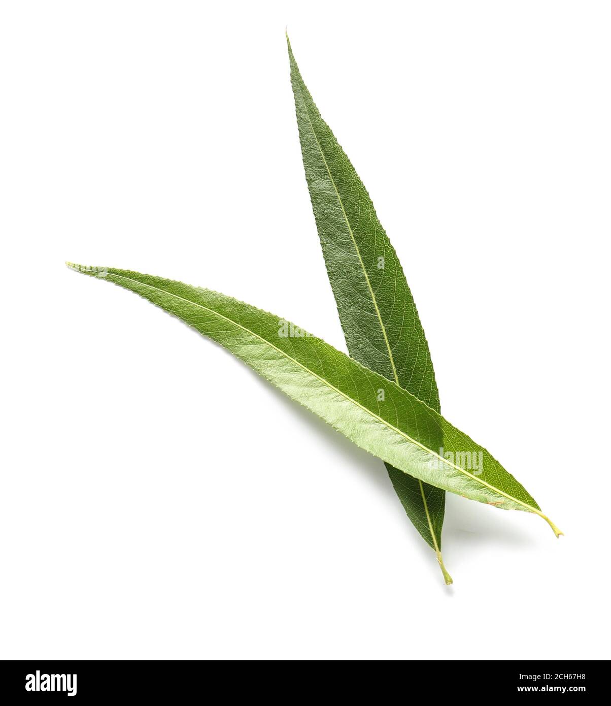Green osier leaves on white background Stock Photo - Alamy