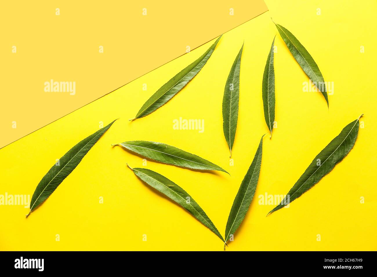 Green osier leaves on color background Stock Photo - Alamy
