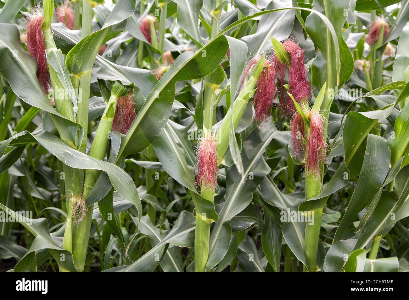 Bunch of growing corn cobs with red hair Stock Photo - Alamy