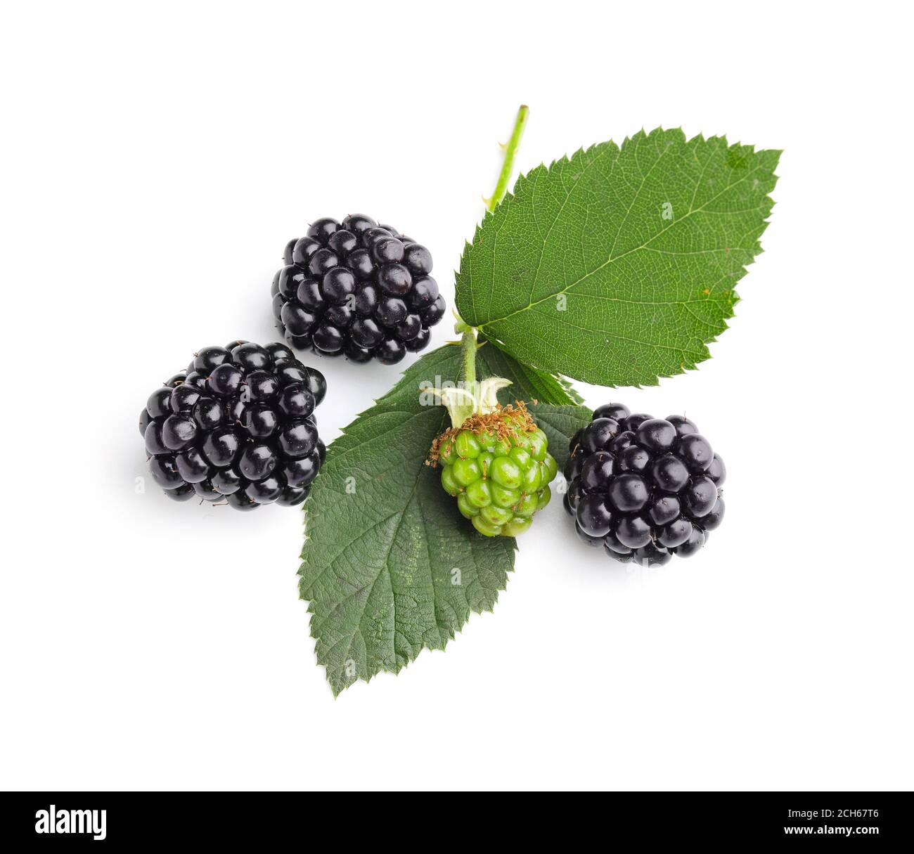 Unripe blackberry berries Cut Out Stock Images & Pictures - Alamy