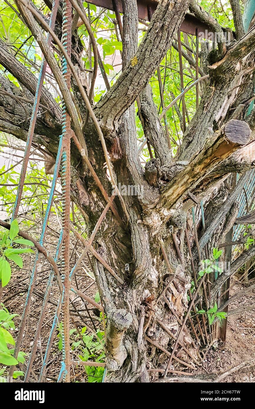 tree with ingrown branches into an old rusty fence, close up Stock ...