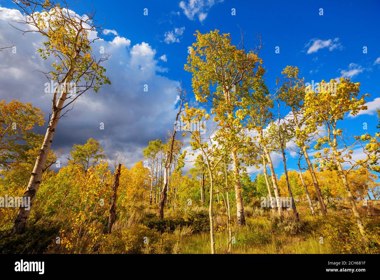 Colorful sunny forest scene in Autumn season with yellow trees in clear ...