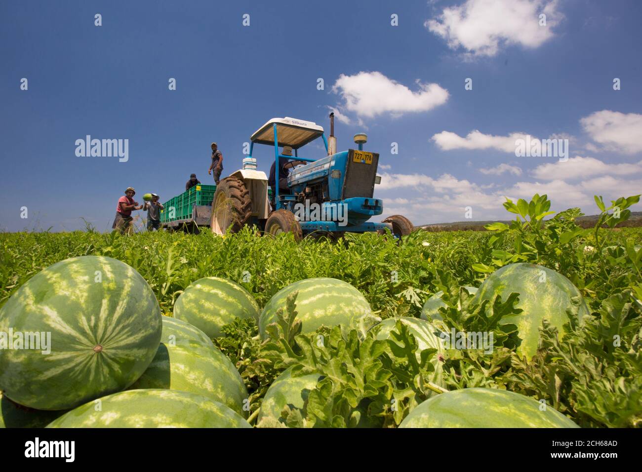 Agricultural workers collect watermelons in a field. Photographed in ...